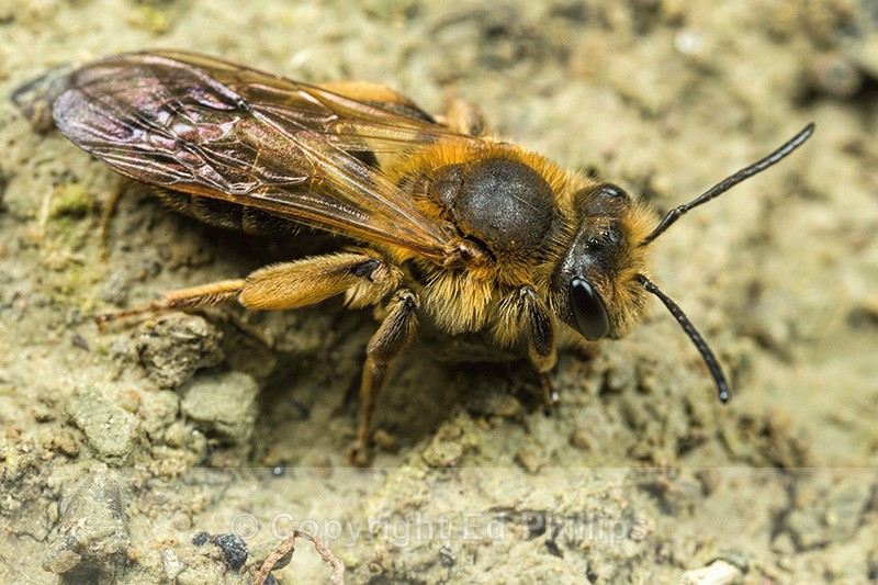 Andrena bucephala (f)