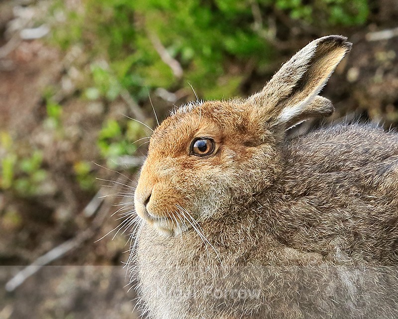 Mountain Hare, close-up, Scotland