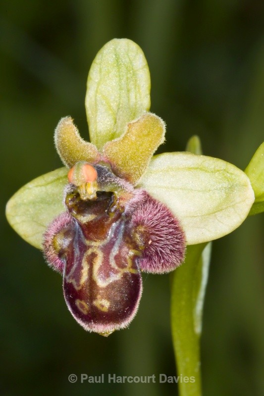 Hybrid Bumble Bee with Early spider (Ophrys bombyliflora x O. sphegodes ...
