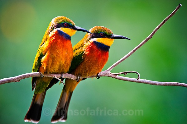 Cinnamon-Chested Bee-Eater, Mathews Range, Kenya
