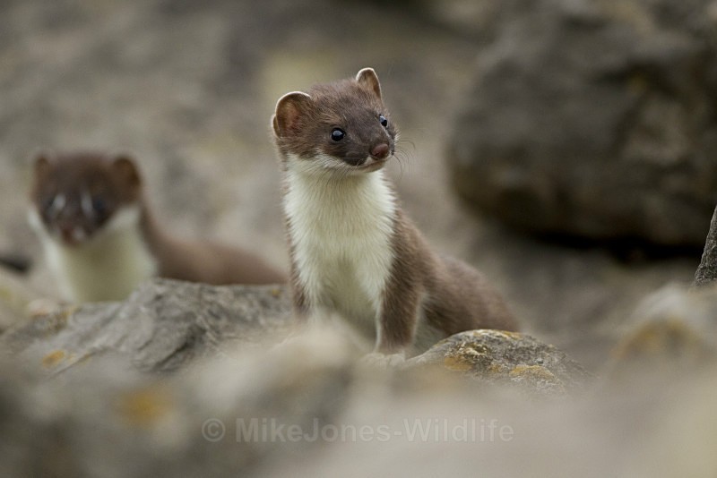 Stoat Kit. Conwy, ref st 8
