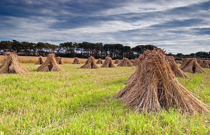 Hay stooks
