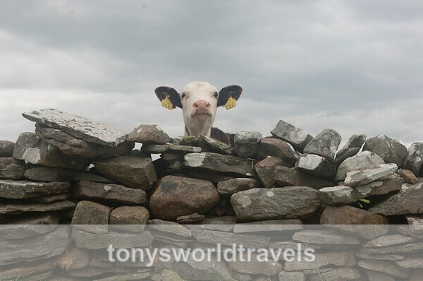 Calf looking over a old stone wall, Ireland
