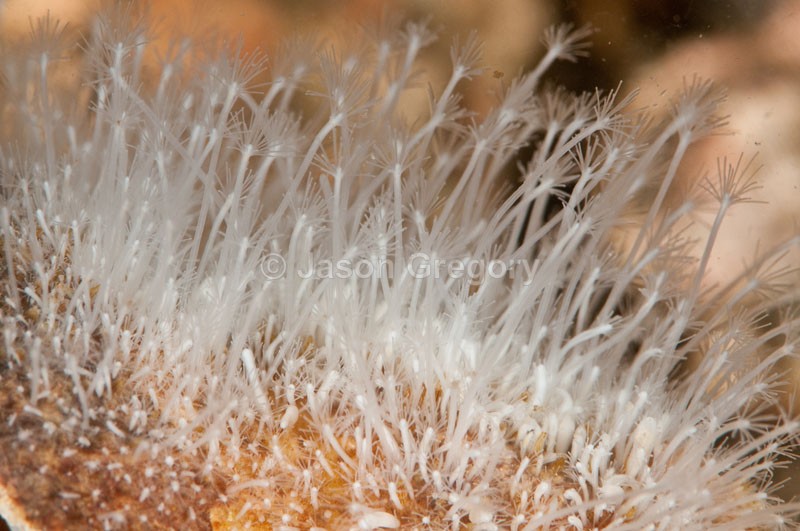 Hydractinia echinata