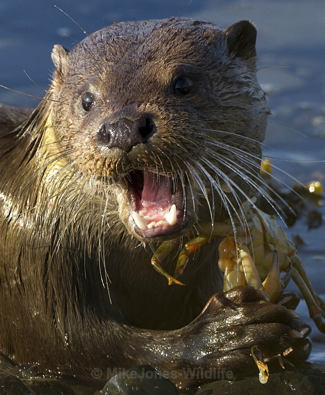 Otter, Isle of Mull, Scotland Otter, Isle of Mull, Scotland