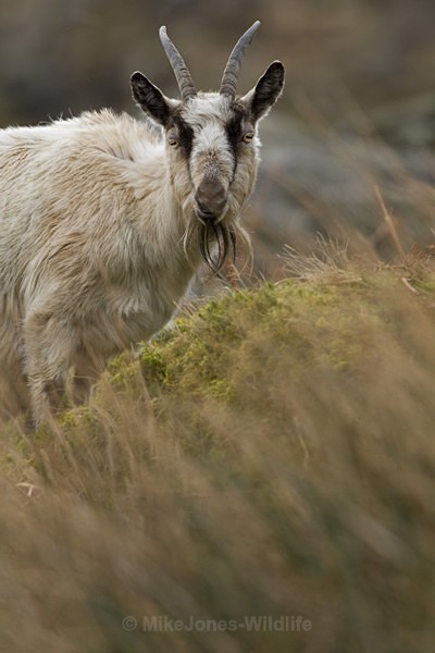 WELSH MOUNTAIN GOAT