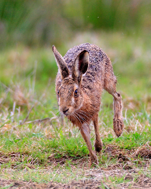 brown-hare-running-otmoor-rspb