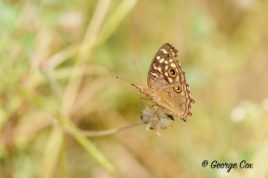 Lemon Pansy Butterfly