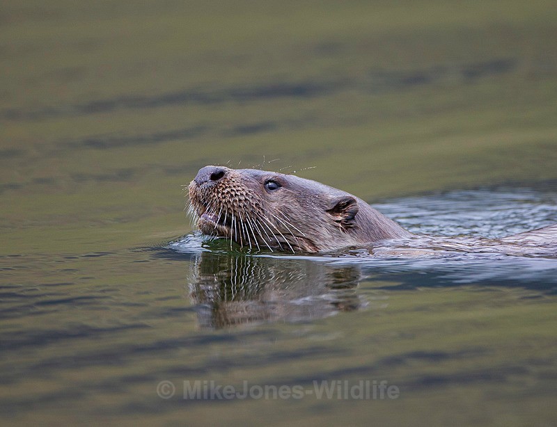 OTTER, ISLE OF MULL, SCOTLAND