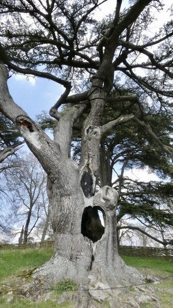 Harry Potter Tree, Blenheim, Full Tree