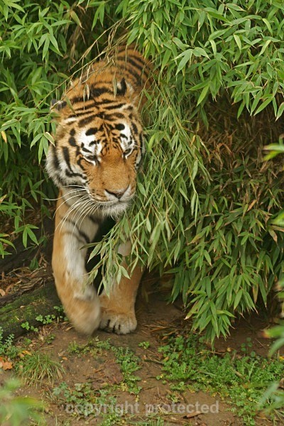 Amur Tiger - Igor emerging from bushes (Colchester Zoo)