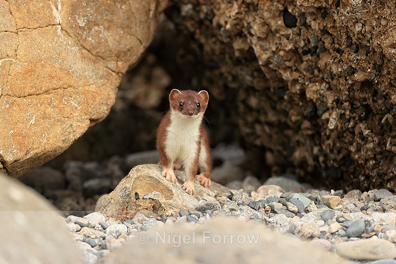 Stoat between rocks, Duck Island, Alaska