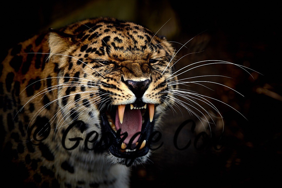Jaguar showing Teeth