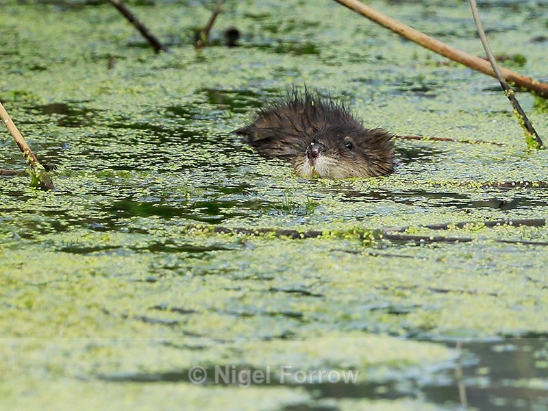 Muskrat swimming, Cranberry Marsh, Valemount, Canada