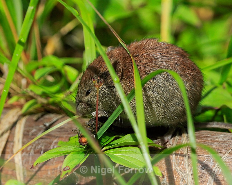 Red-backed Vole, Johnston Canyon, Banff, Canada