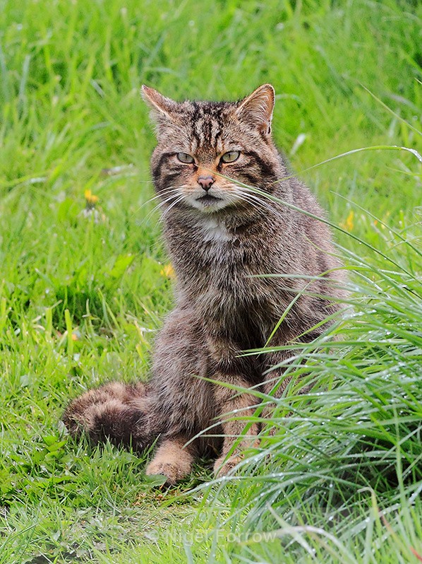 Scottish Wildcat at the British Wildlife Centre